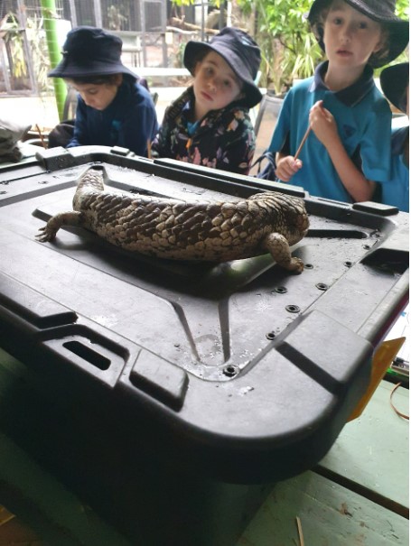 YEAR 2 EXCURSION TO RANGER RED ZOO – SCBC News
